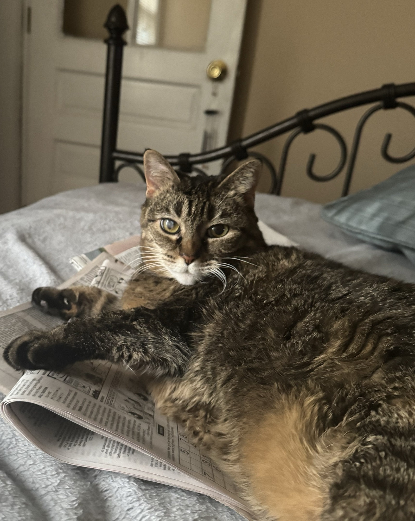 Cats & All That ™ | A blog about life for pet lovers and other critters